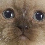 BABULEH's Profile at Alpha Coders